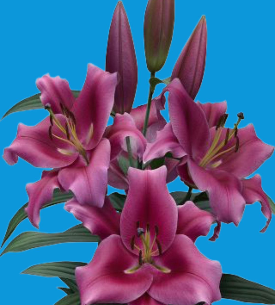 Dalian ® - Nord Lommerse - Flower Bulb Group | Flower bulbs from the ...