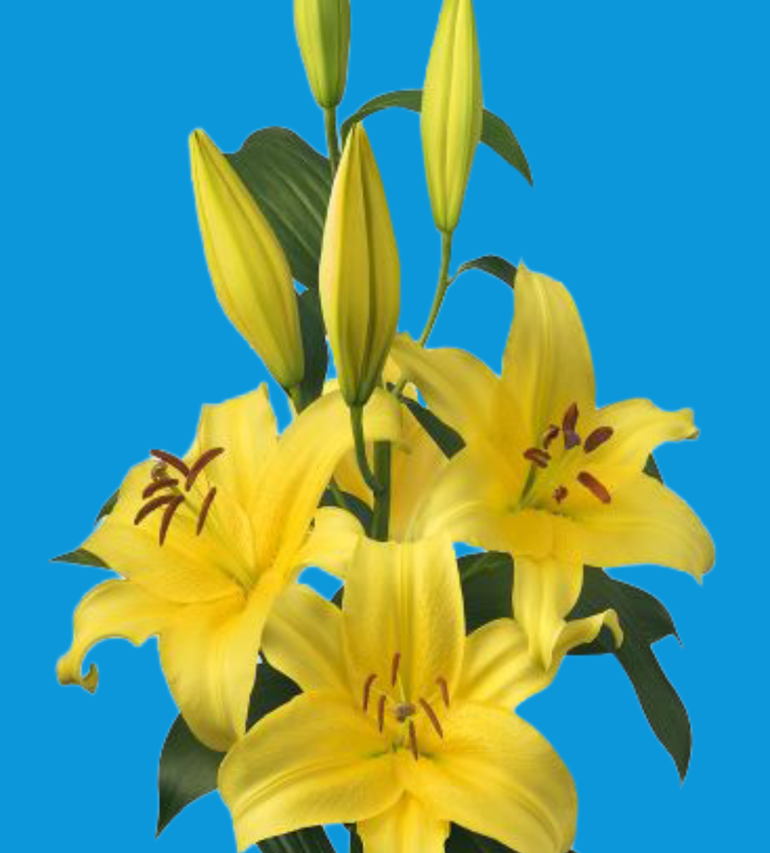 Eldoret ® - Nord Lommerse - Flower Bulb Group | Flower bulbs from the ...