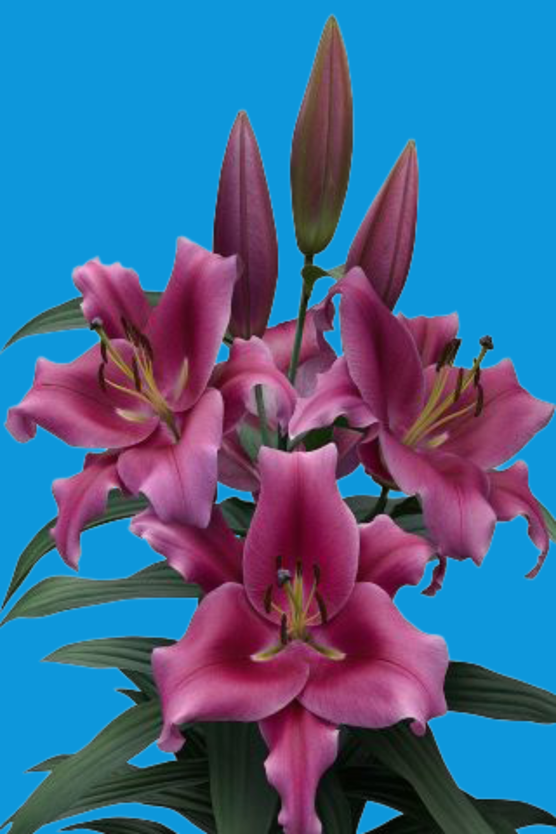 Dalian ® - Nord Lommerse - Flower Bulb Group | Flower bulbs from the ...