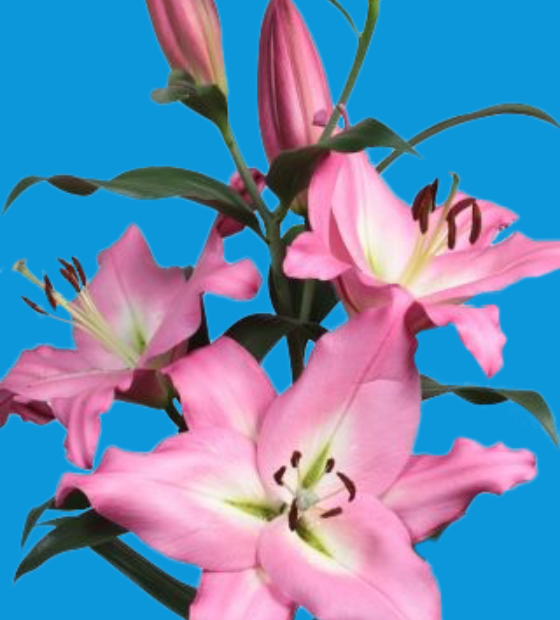 Albareto ® - Nord Lommerse - Flower Bulb Group | Flower bulbs from the ...