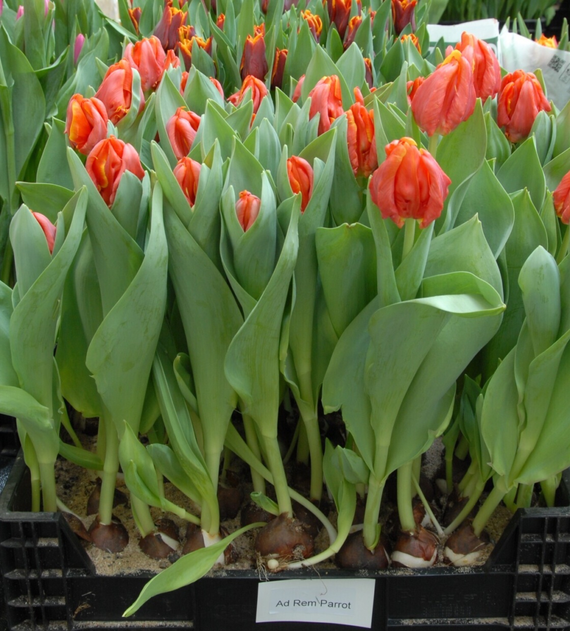 Ad Rem Parrot - Nord Lommerse - Flower Bulb Group | Flower bulbs from ...