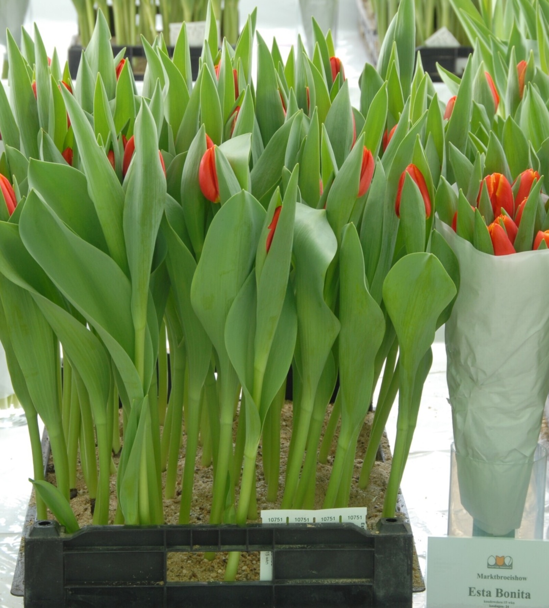Esta Bonita ® - Nord Lommerse - Flower Bulb Group | Flower bulbs from ...