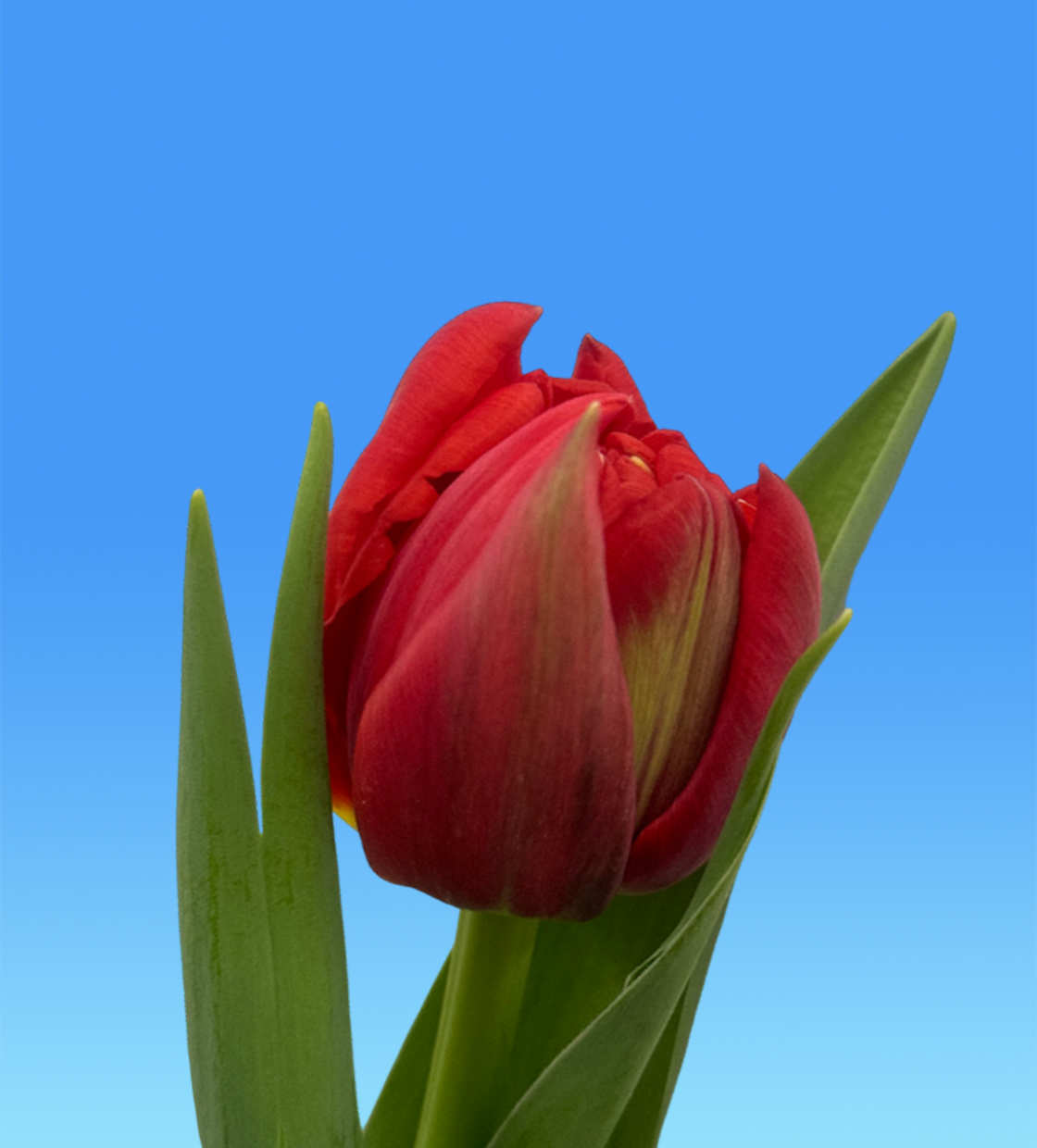 Asian Beauty - Nord Lommerse - Flower Bulb Group | Flower bulbs from ...