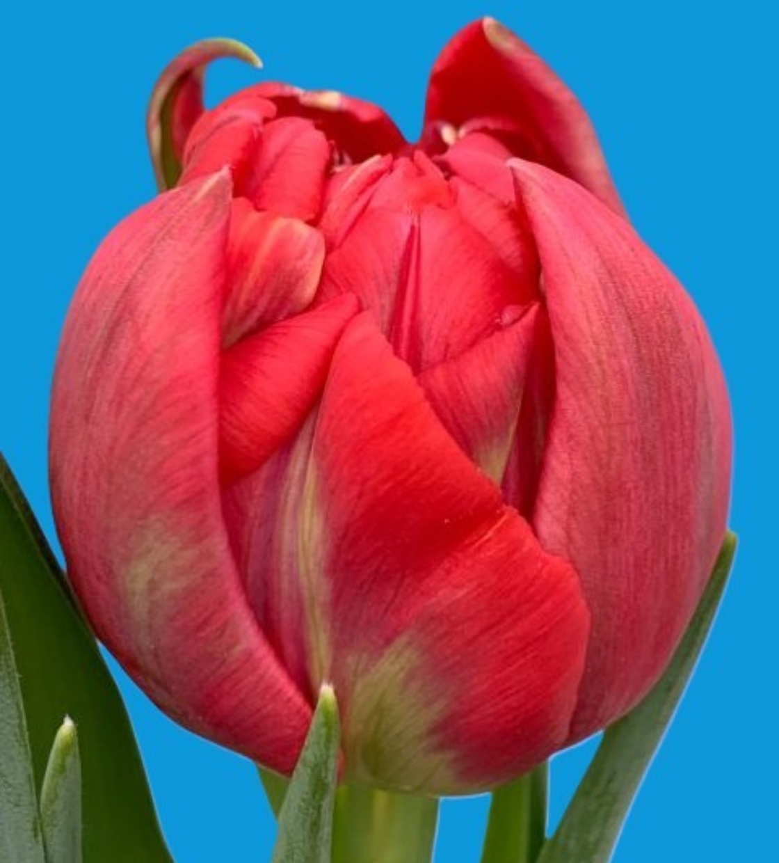 Asian Beauty - Nord Lommerse - Flower Bulb Group | Flower bulbs from ...