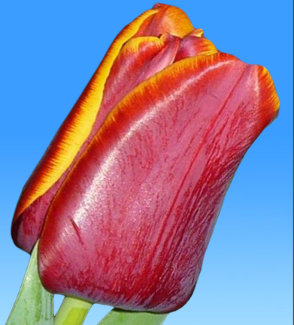 Auckland - Nord Lommerse - Flower Bulb Group | Flower bulbs from the ...