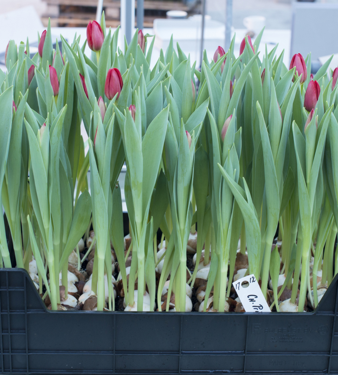 Charming Princess ® - Nord Lommerse - Flower Bulb Group | Flower bulbs ...
