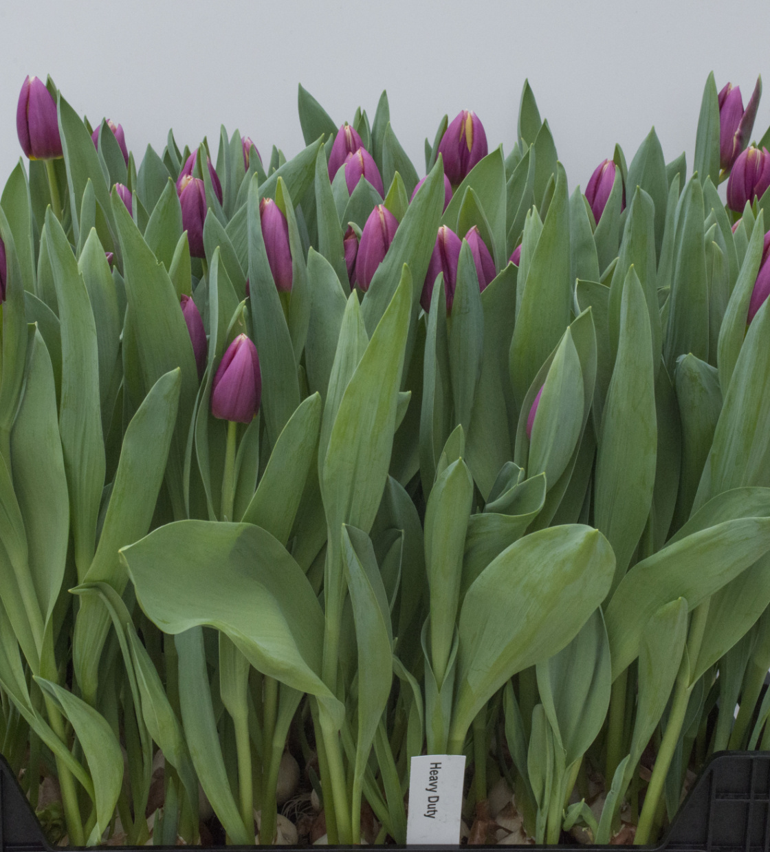 Heavy Duty - Nord Lommerse - Flower Bulb Group | Flower bulbs from the ...