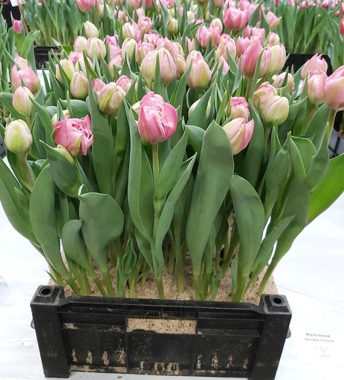Maitresse® - Nord Lommerse - Flower Bulb Group | Flower bulbs from the ...