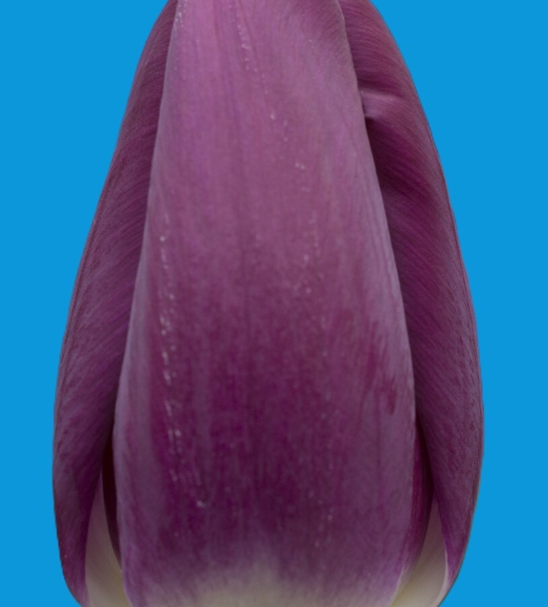 Roeska ® - Nord Lommerse - Flower Bulb Group | Flower bulbs from the ...
