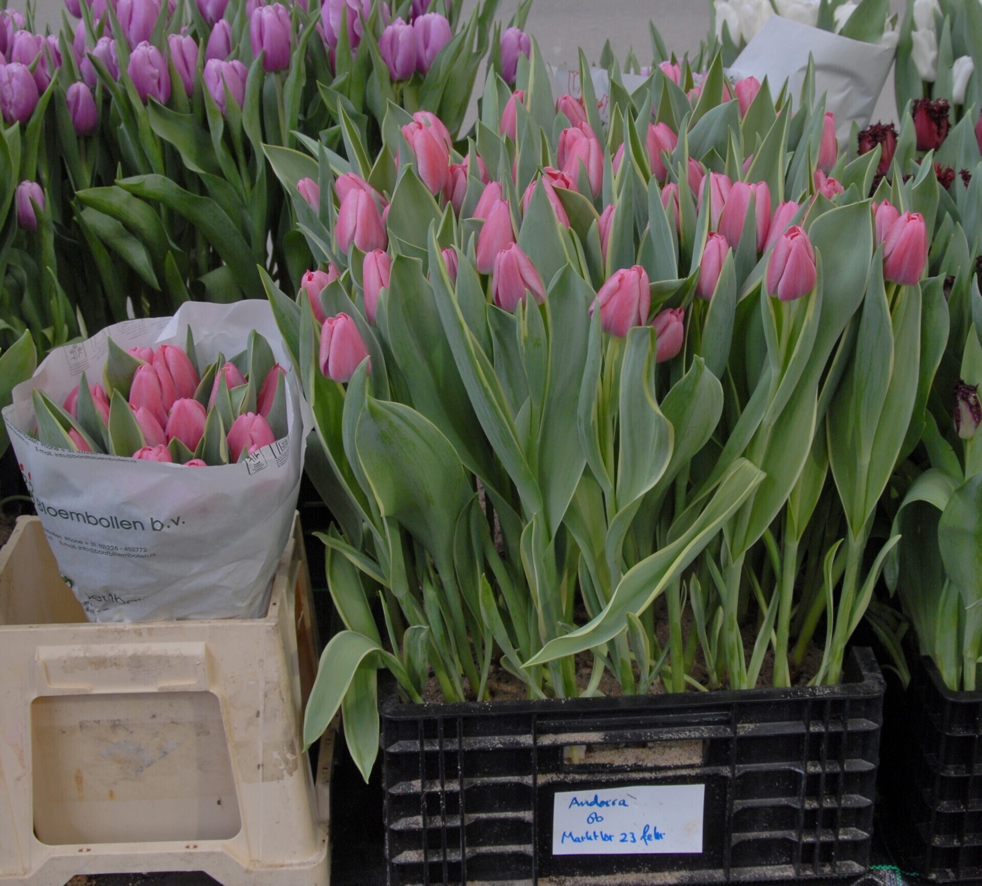 Andorra ® - Nord Lommerse - Flower Bulb Group | Flower bulbs from the ...