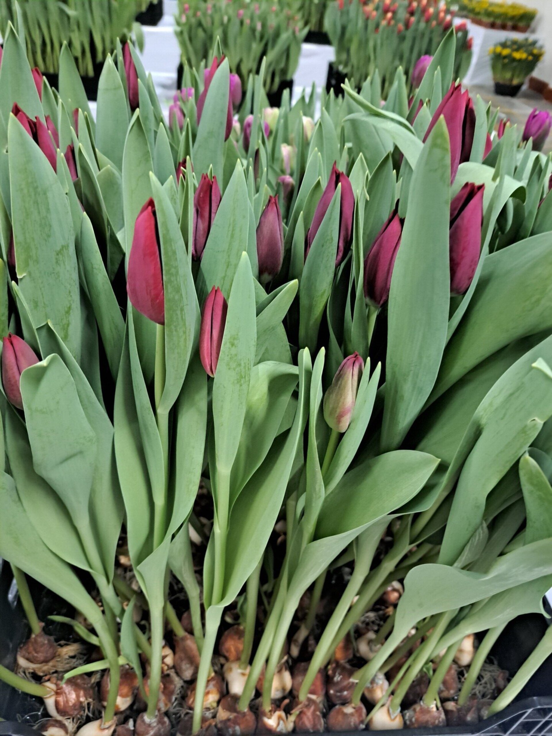 Ace of Spades® - Nord Lommerse - Flower Bulb Group | Flower bulbs from ...