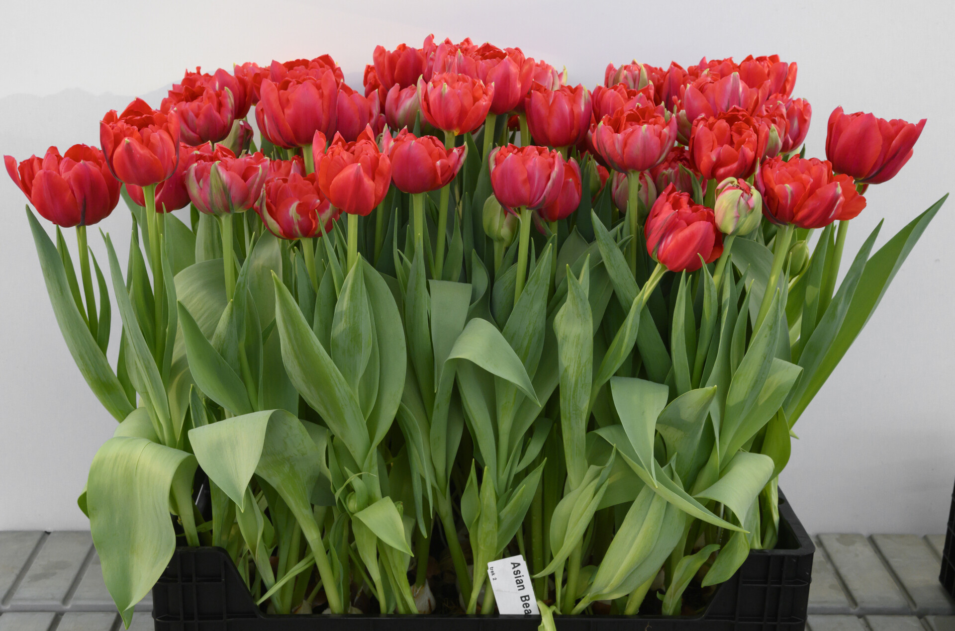 Asian Beauty - Nord Lommerse - Flower Bulb Group | Flower bulbs from ...