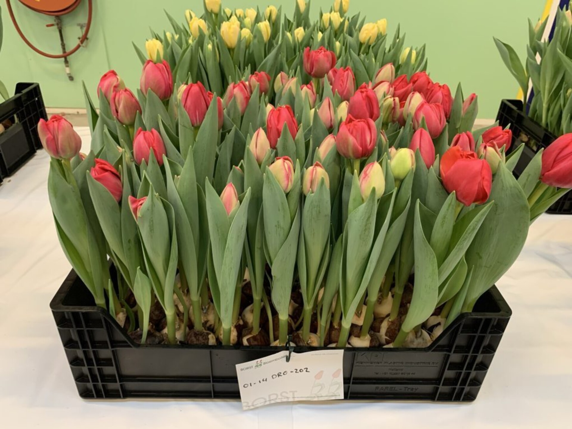 Belgravia® - Nord Lommerse - Flower Bulb Group | Flower bulbs from the ...