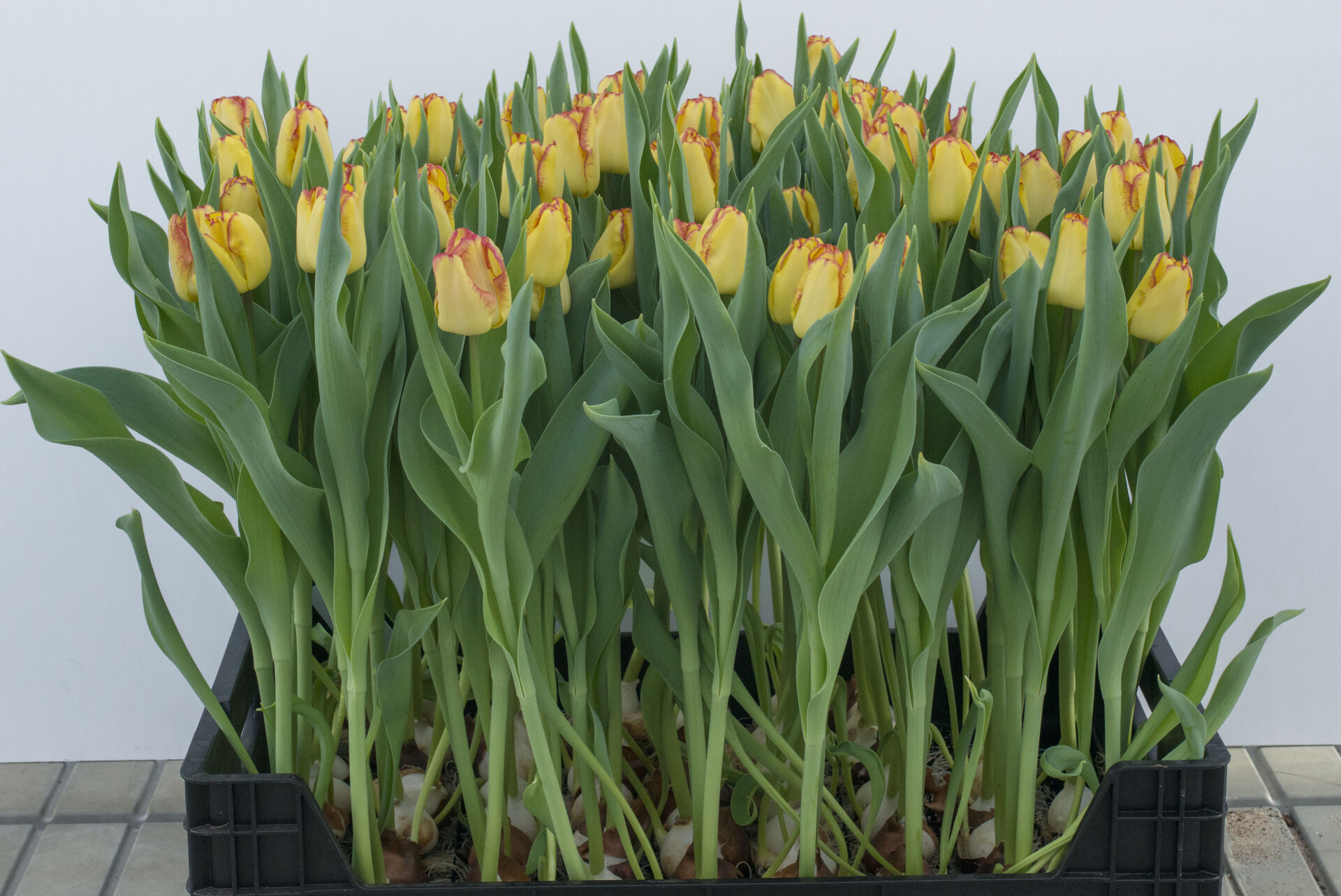 Cape Town ® - Nord Lommerse - Flower Bulb Group | Flower bulbs from the ...
