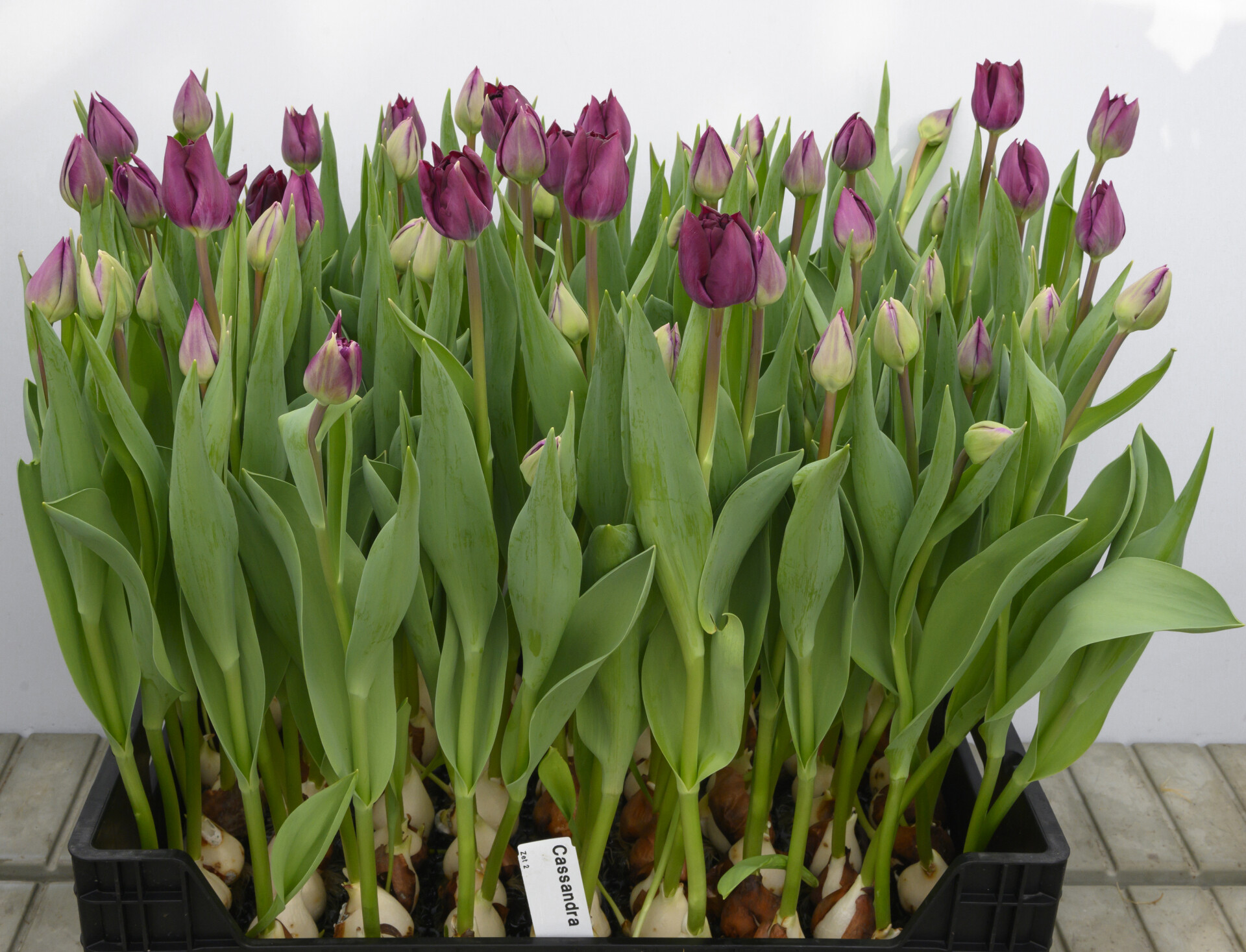 Cassandra - Nord Lommerse - Flower Bulb Group | Flower bulbs from the ...