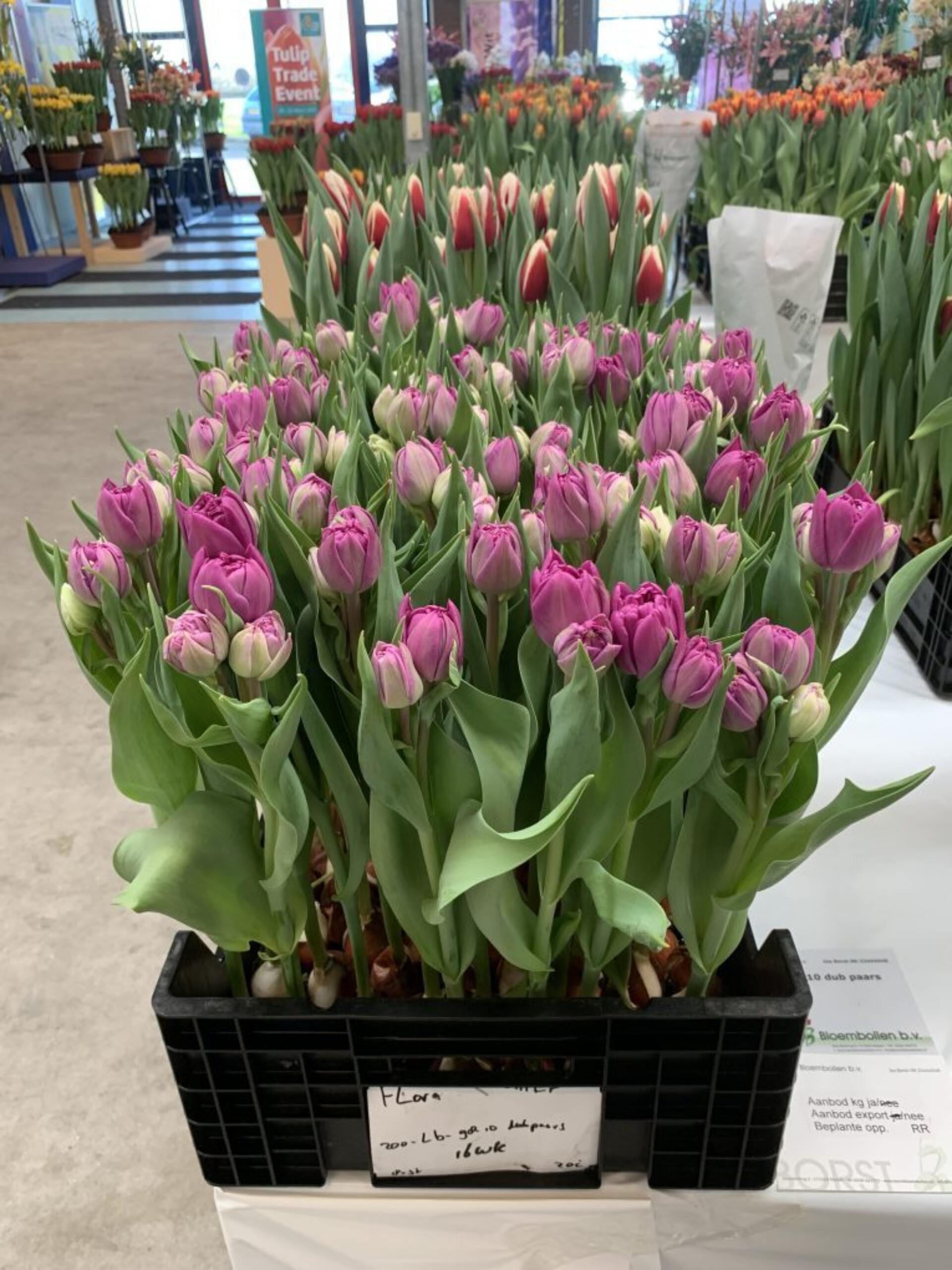 Castella® - Nord Lommerse - Flower Bulb Group | Flower bulbs from the ...