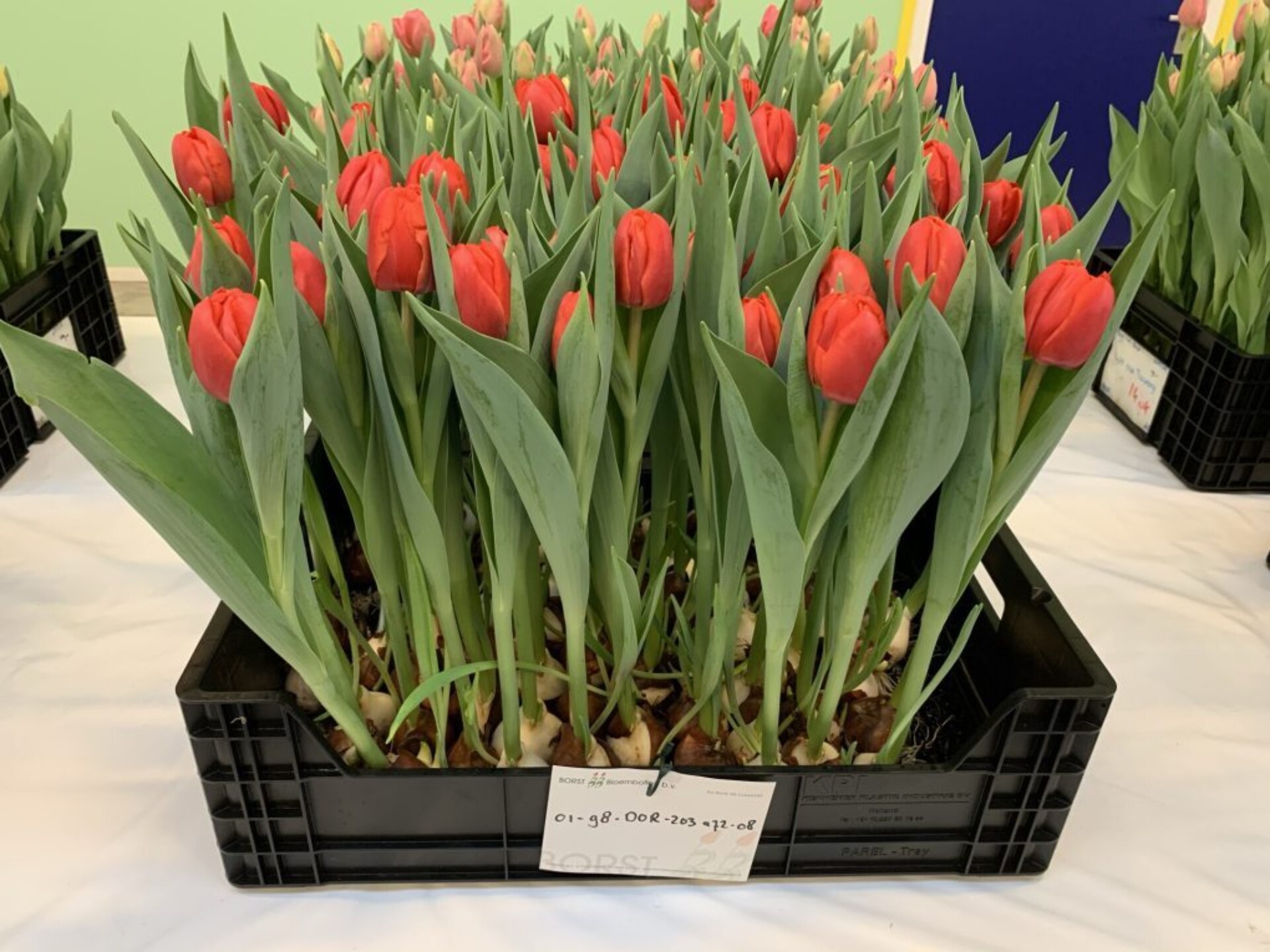 Coral Sunset - Nord Lommerse - Flower Bulb Group | Flower bulbs from ...