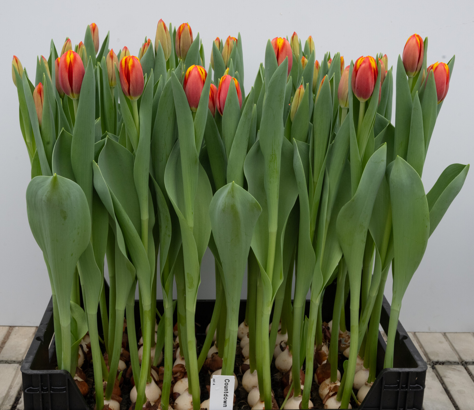 Countdown® - Nord Lommerse - Flower Bulb Group | Flower bulbs from the ...