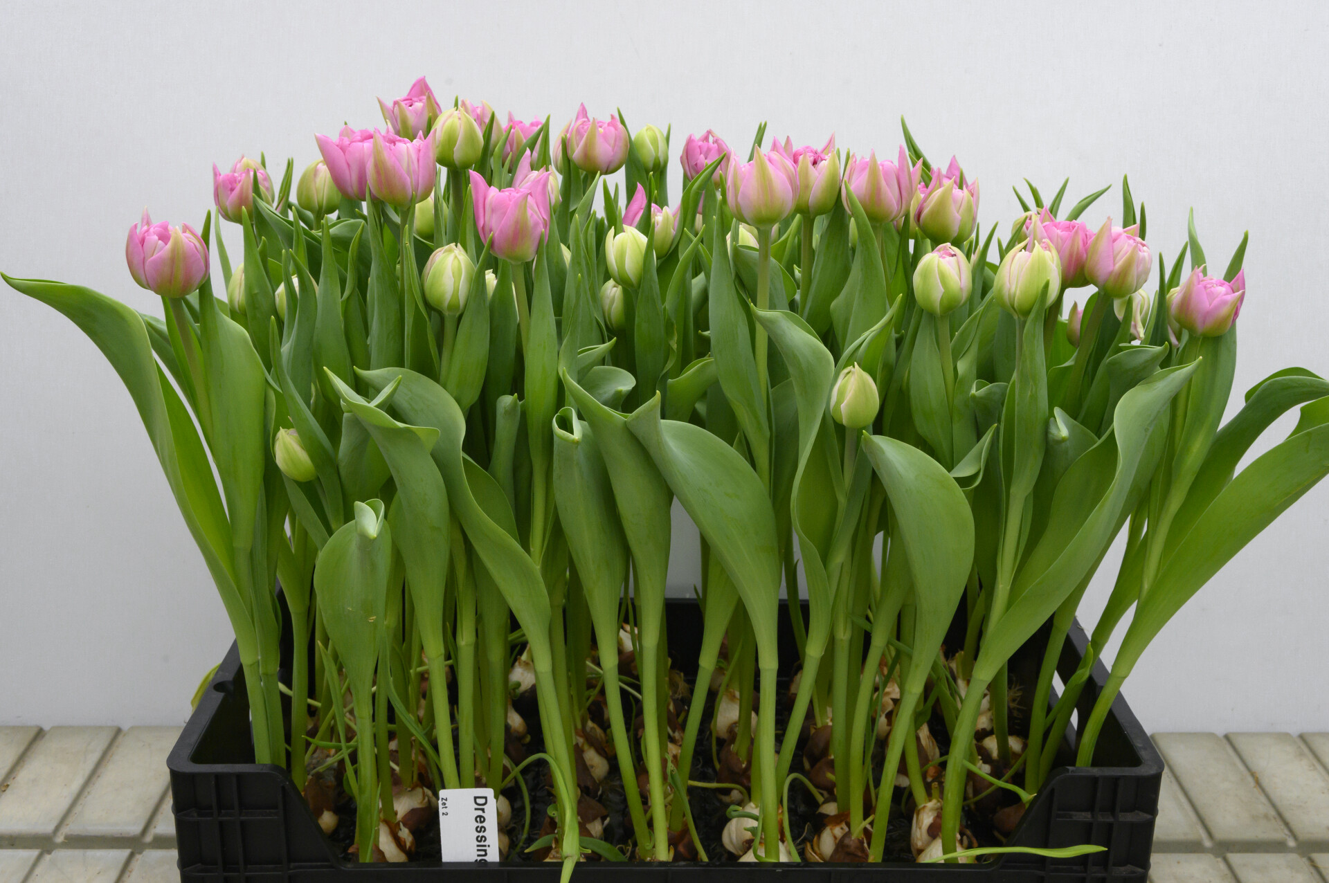 Dressing - Nord Lommerse - Flower Bulb Group | Flower bulbs from the ...