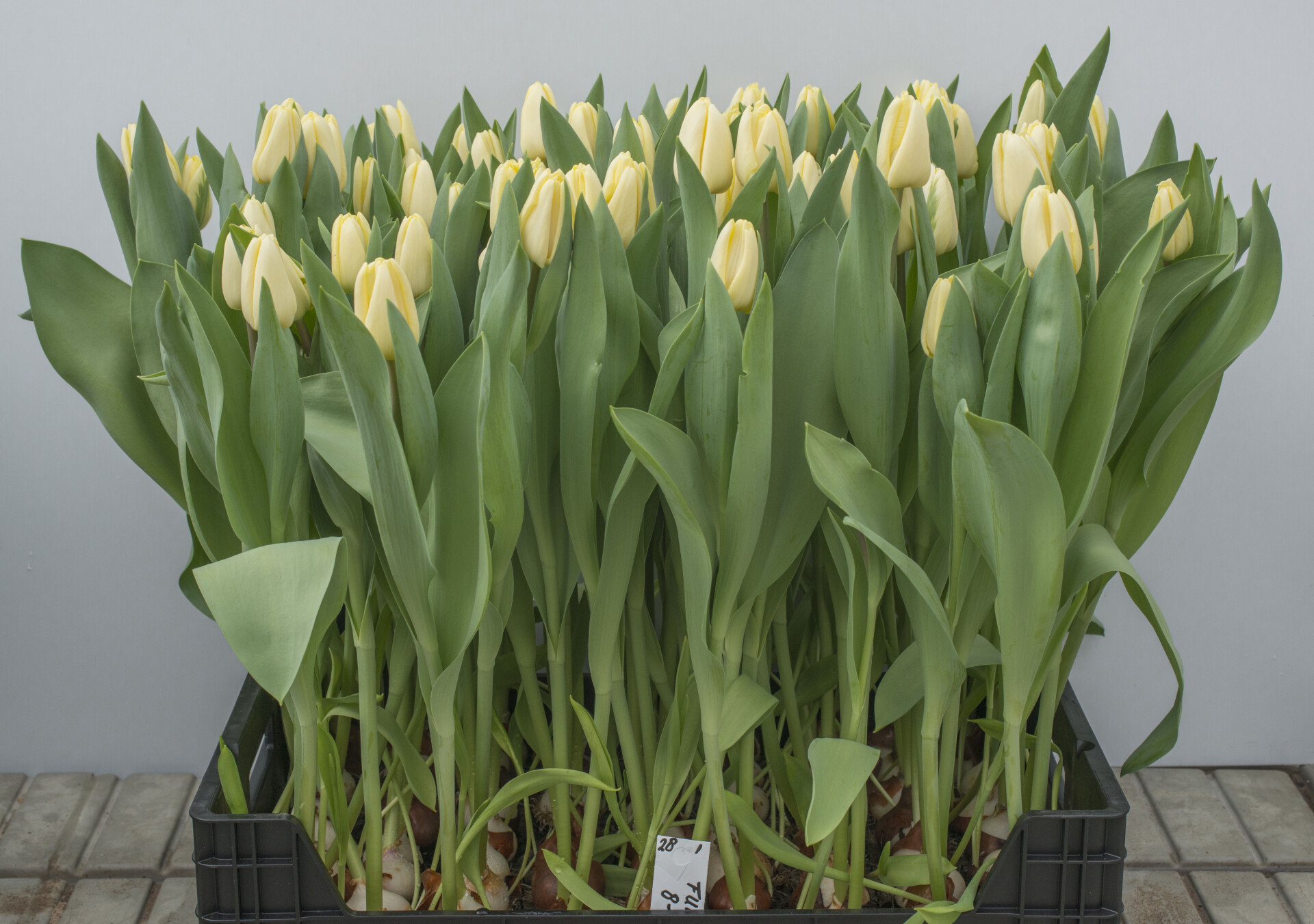 Fun for Two ® - Nord Lommerse - Flower Bulb Group | Flower bulbs from ...