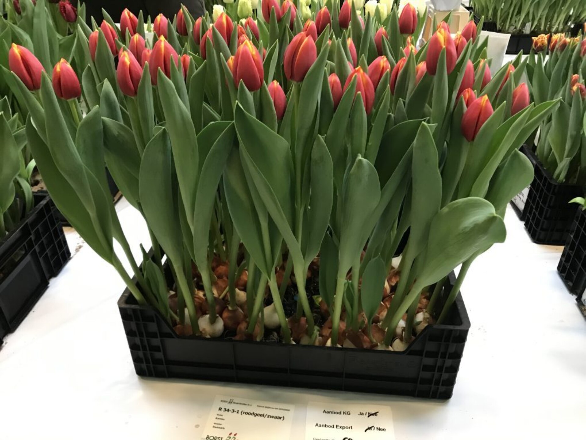 Holy Grail® - Nord Lommerse - Flower Bulb Group | Flower bulbs from the ...