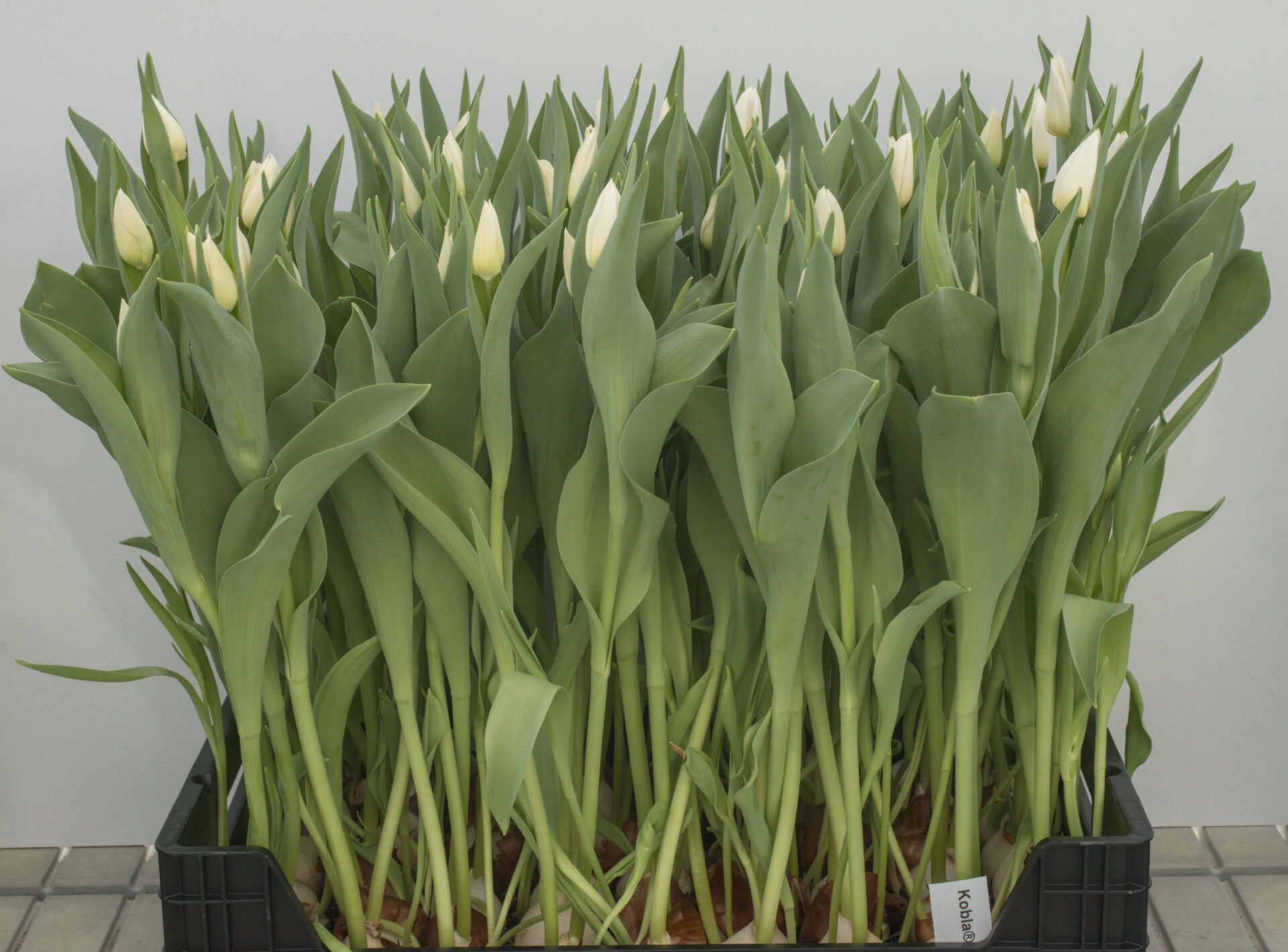 Kobla - Nord Lommerse - Flower Bulb Group | Flower bulbs from the ...