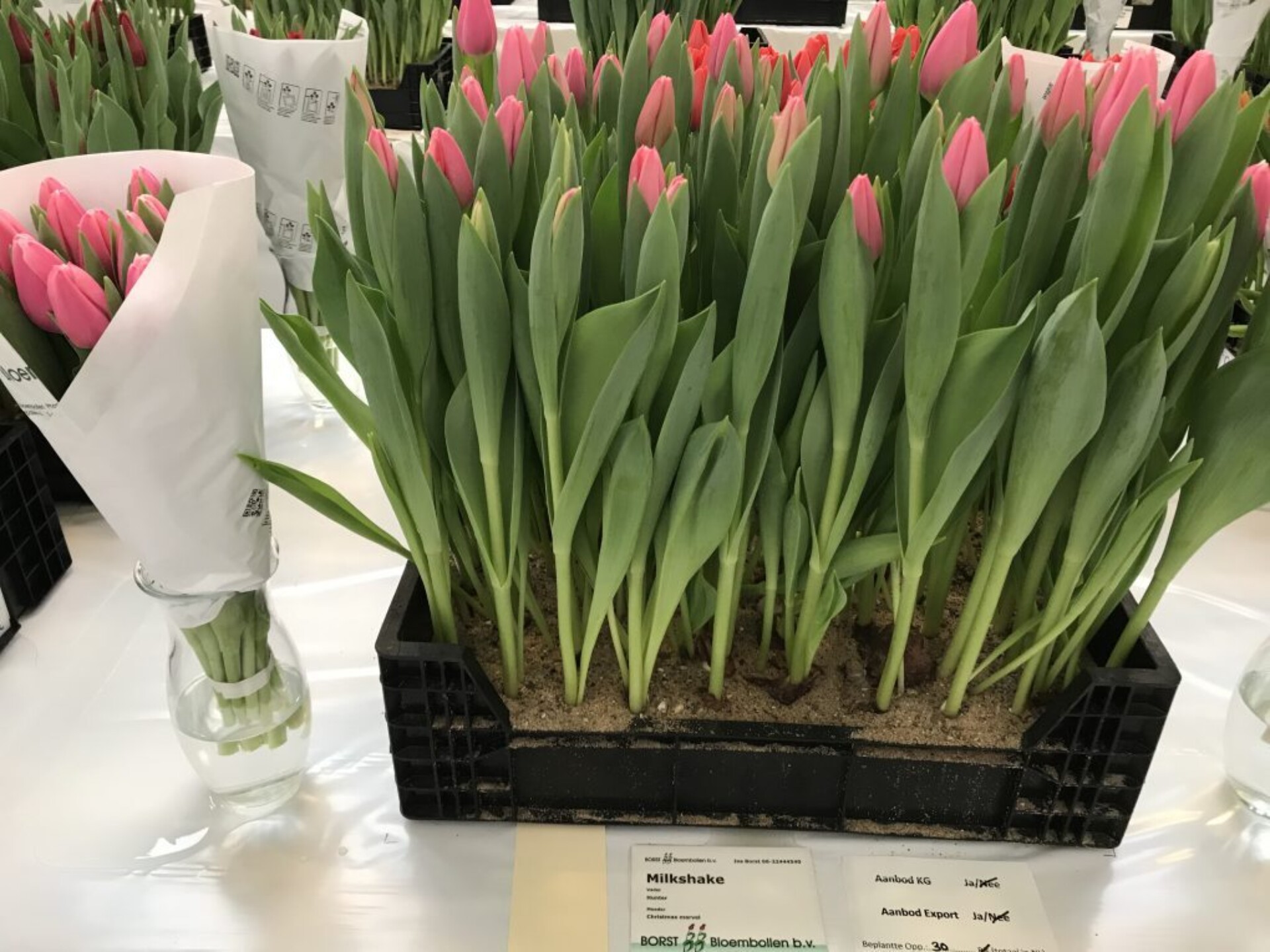 Milkshake® - Nord Lommerse - Flower Bulb Group | Flower bulbs from the ...