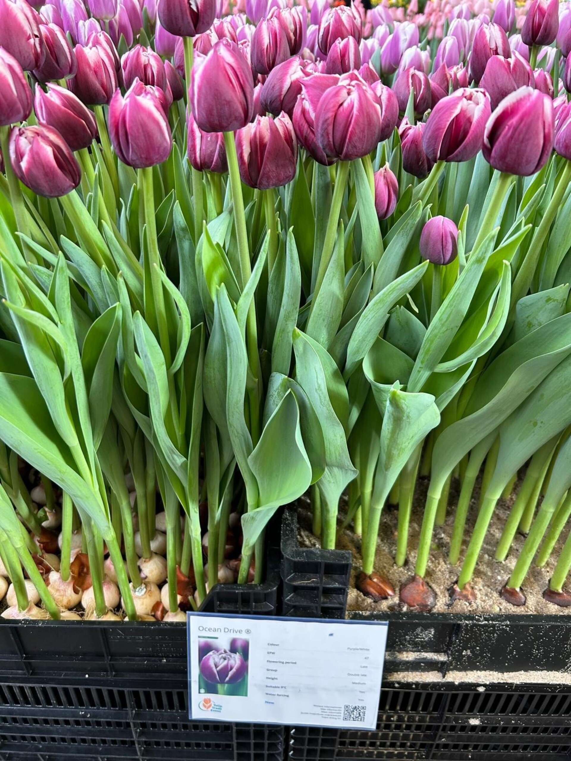 Ocean Drive® - Nord Lommerse - Flower Bulb Group | Flower bulbs from ...