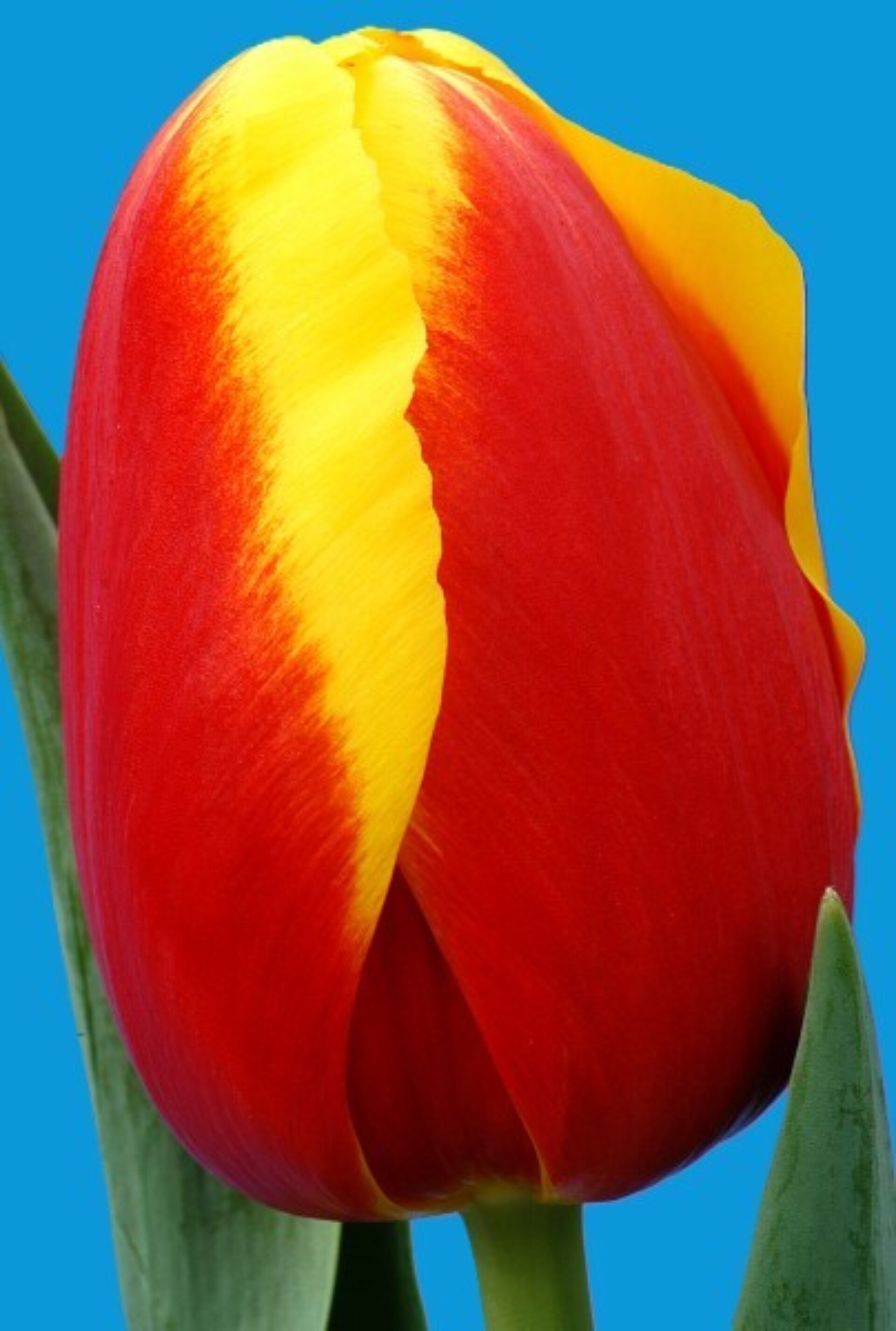 Pride of Europe® - Nord Lommerse - Flower Bulb Group | Flower bulbs ...