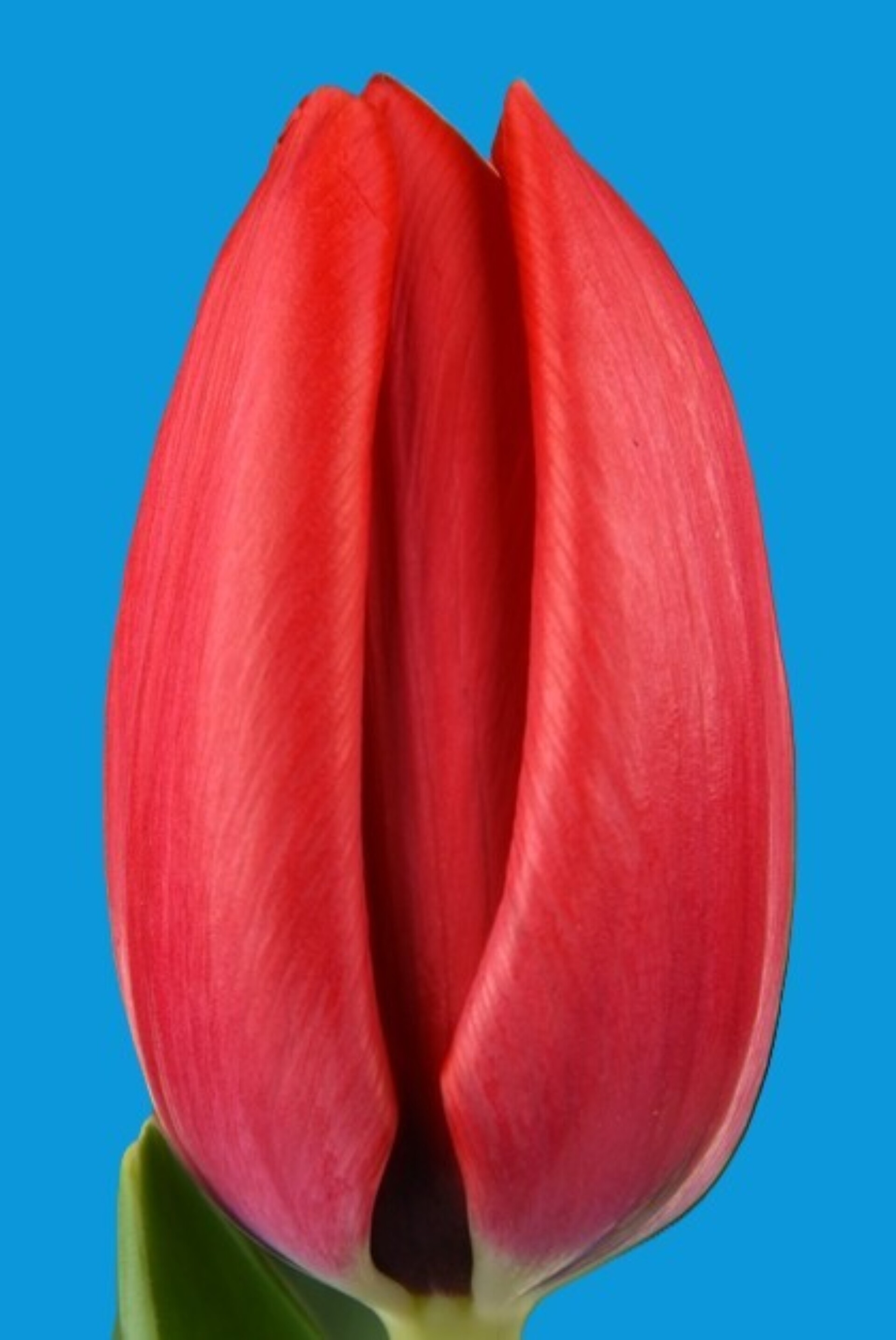 Red Ranger® - Nord Lommerse - Flower Bulb Group | Flower bulbs from the ...