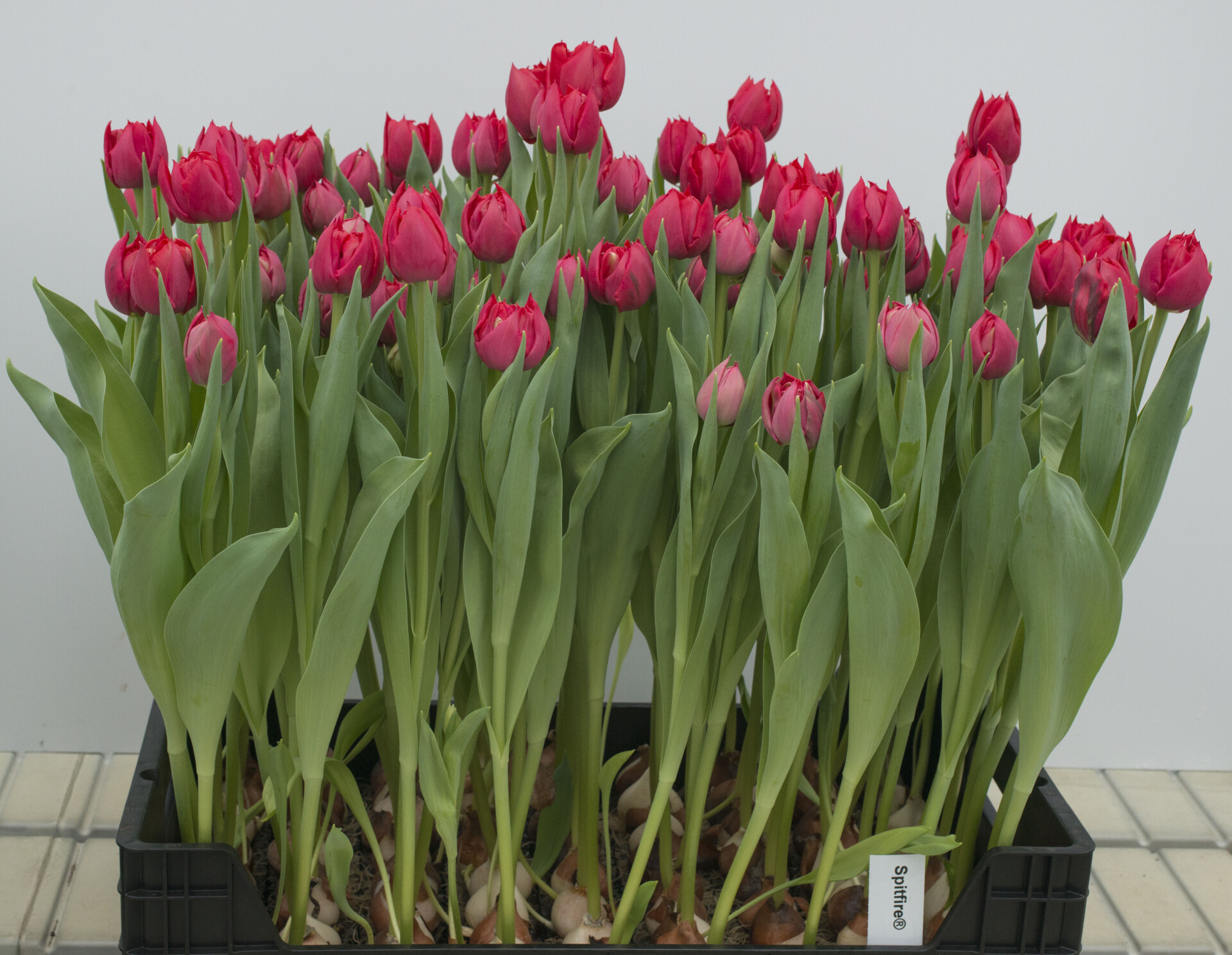 Spitfire - Nord Lommerse - Flower Bulb Group | Flower bulbs from the ...