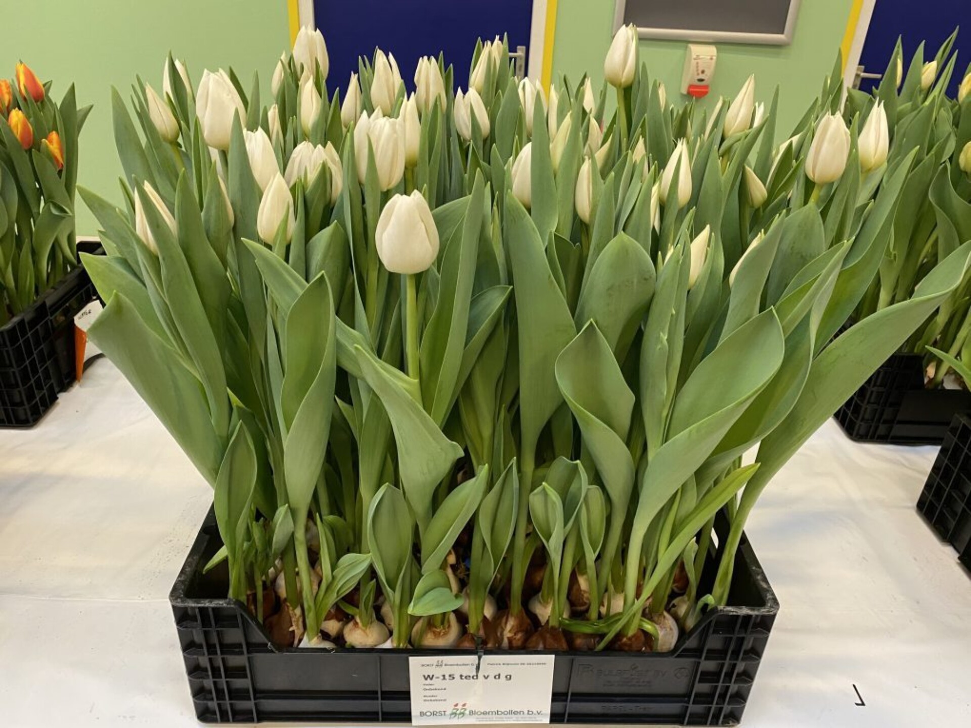 White River® - Nord Lommerse - Flower Bulb Group | Flower bulbs from ...