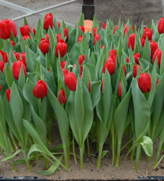 Red Label - Nord Lommerse - Flower Bulb Group | Flower bulbs from the ...