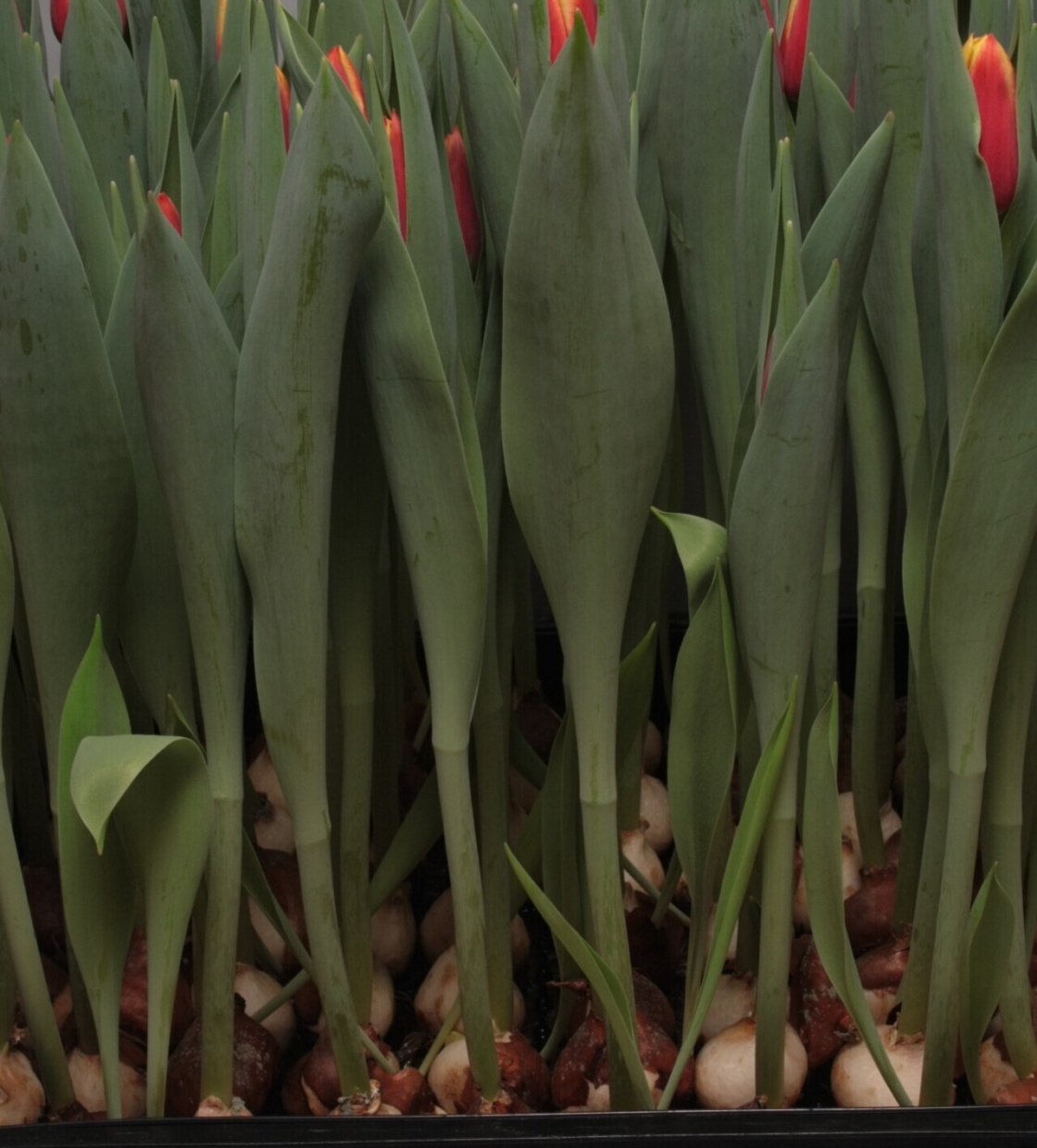 Deltaqueen ® - Nord Lommerse - Flower Bulb Group | Flower bulbs from ...