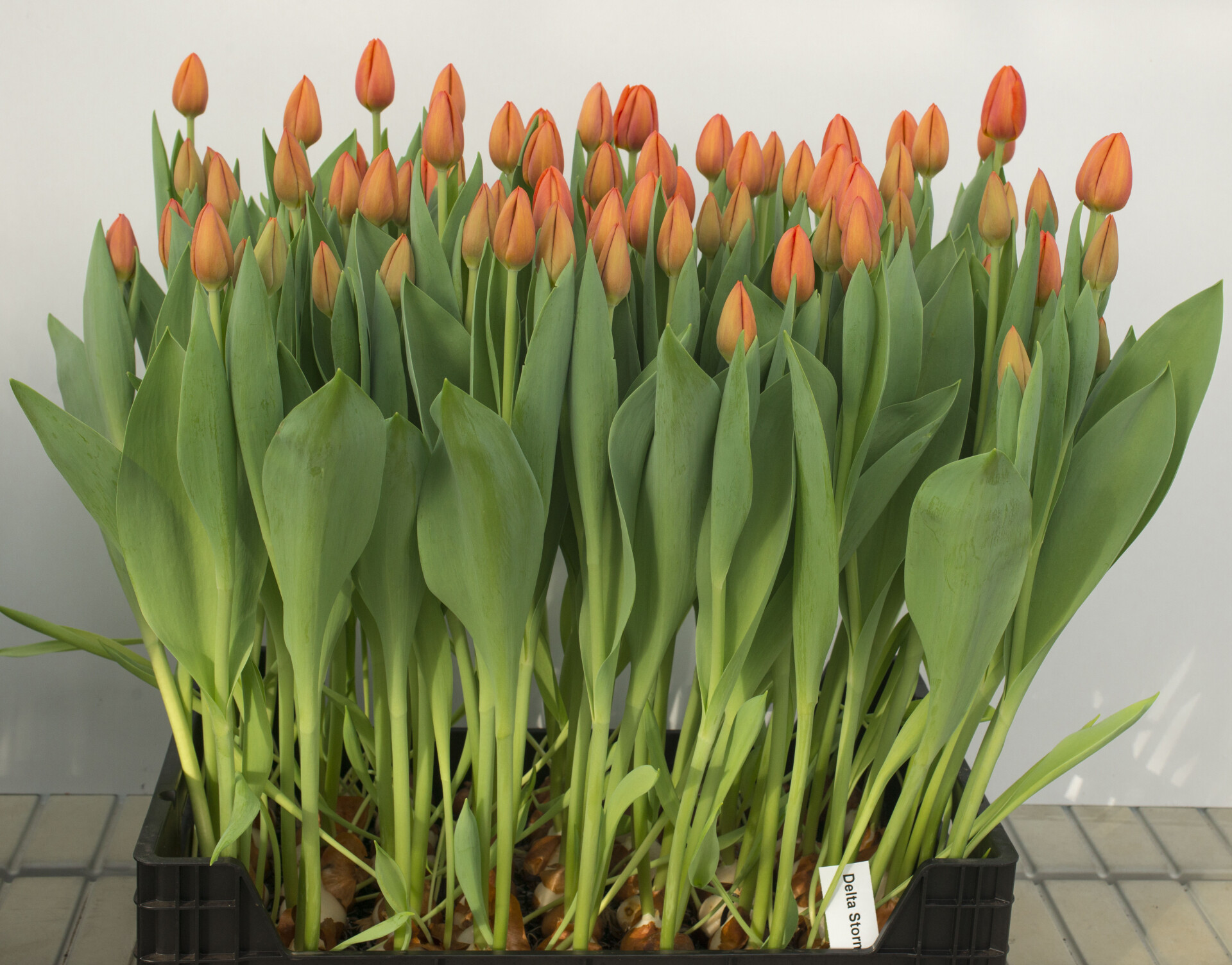 Delta Storm ® - Nord Lommerse - Flower Bulb Group | Flower bulbs from ...
