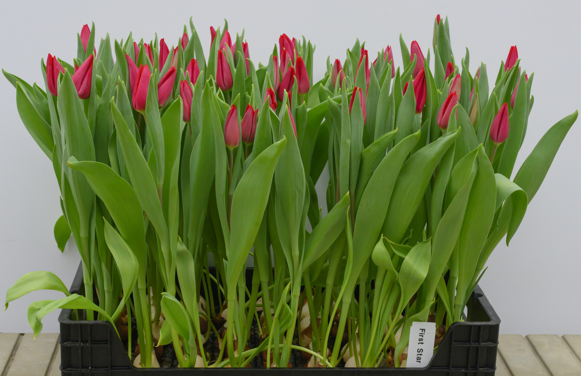 First Star ® - Nord Lommerse - Flower Bulb Group | Flower bulbs from ...