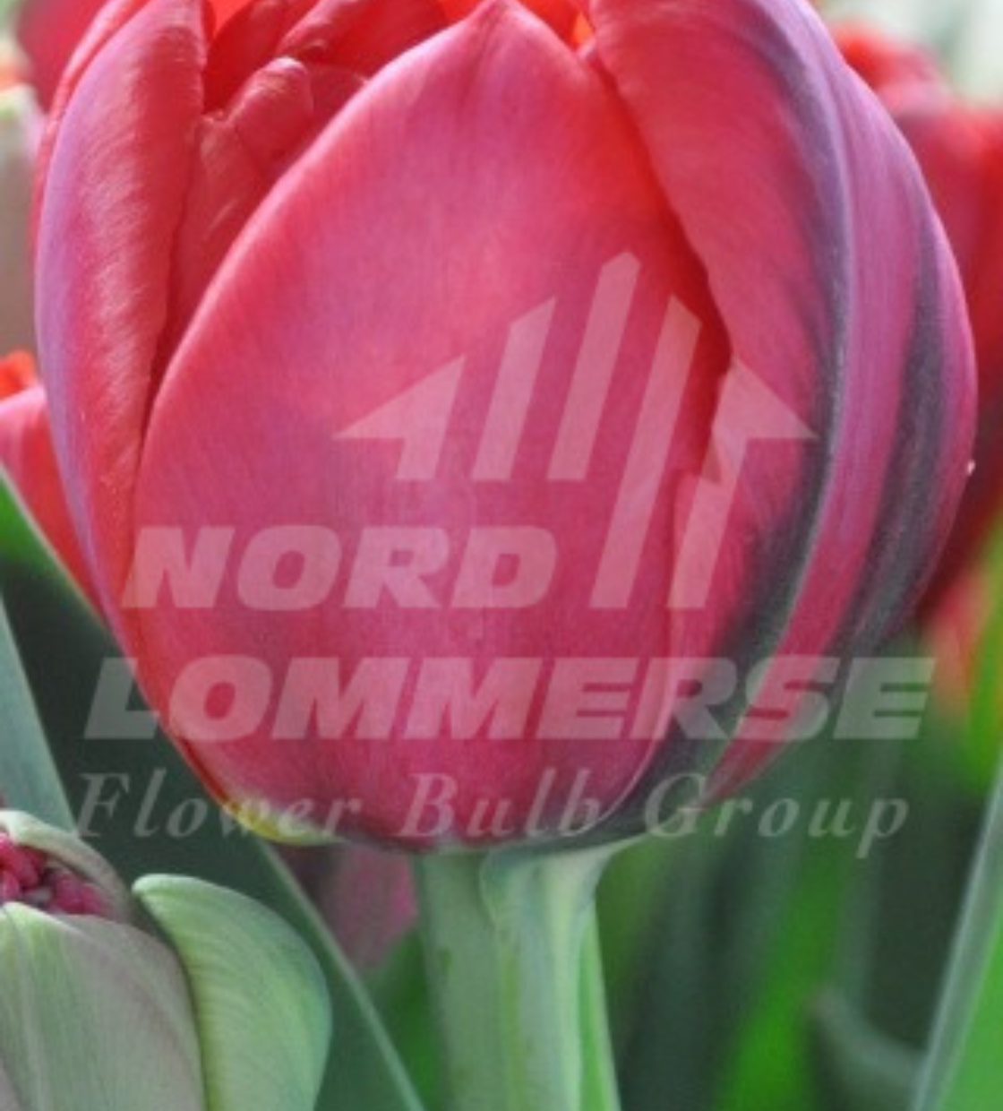 Asian Beauty - Nord Lommerse - Flower Bulb Group | Flower bulbs from ...