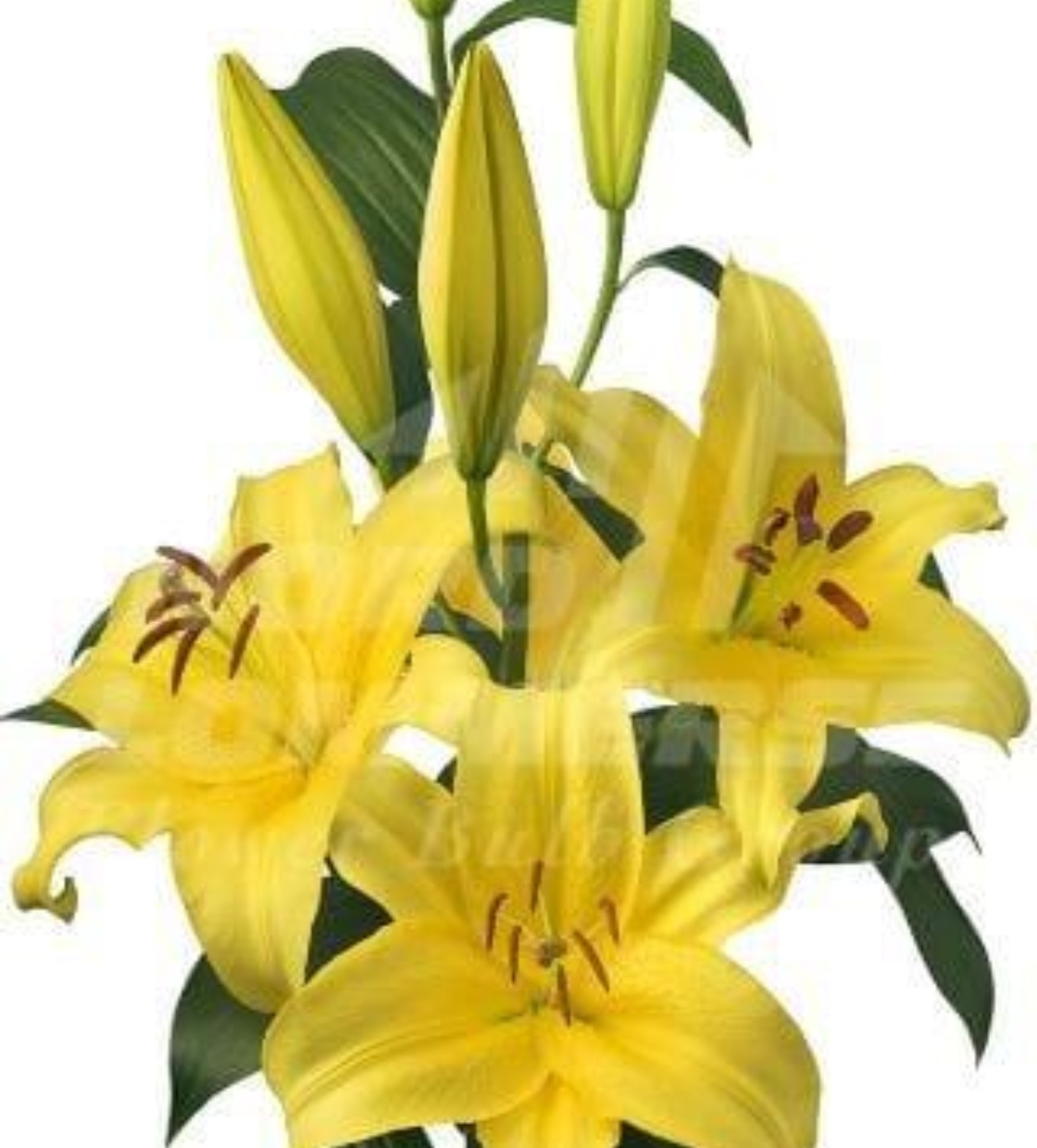 Eldoret ® - Nord Lommerse - Flower Bulb Group | Flower bulbs from the ...