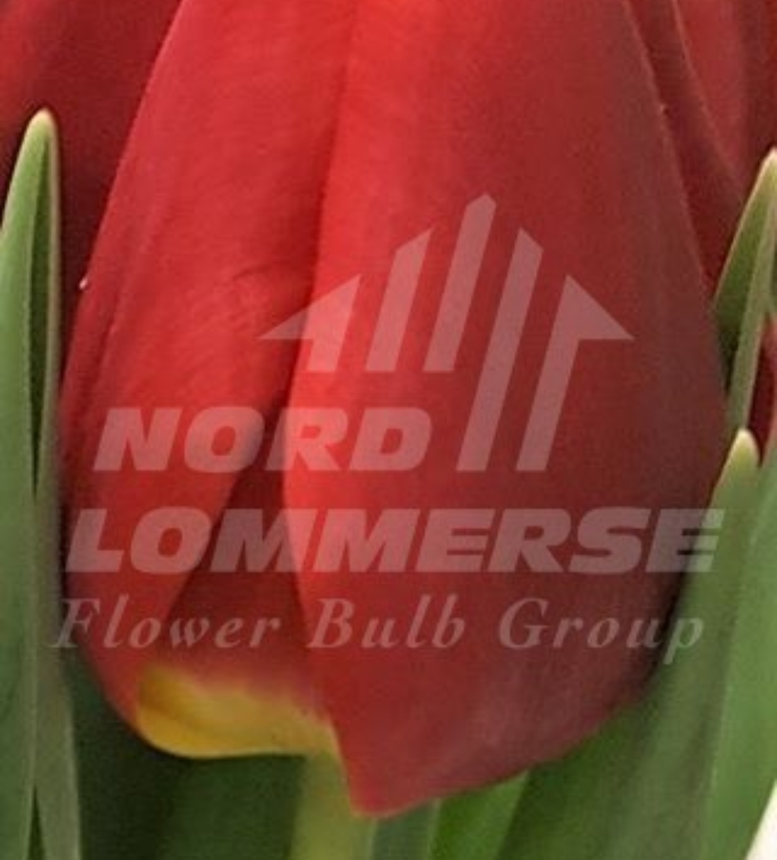 Red Stone - Nord Lommerse - Flower Bulb Group | Flower bulbs from the ...