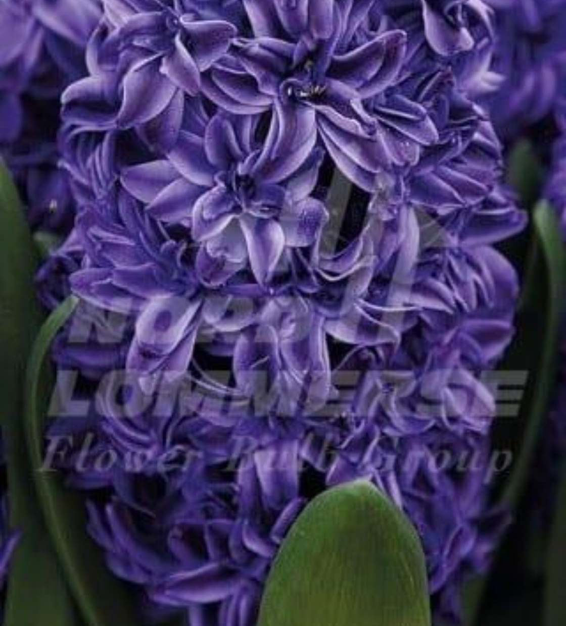 Royal Navy - Nord Lommerse - Flower Bulb Group | Flower bulbs from the ...