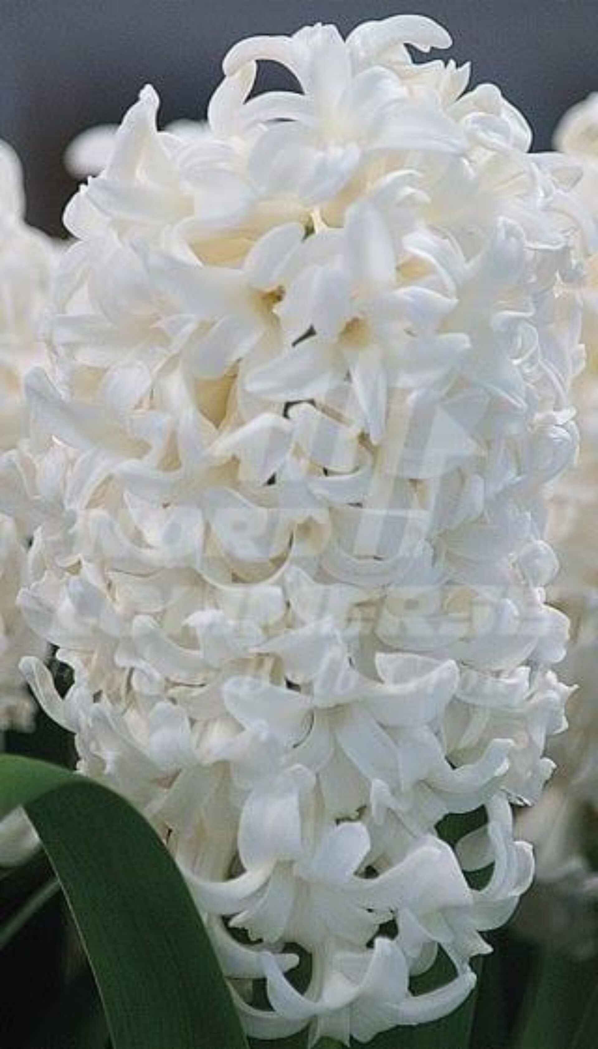 Antarctica - Nord Lommerse - Flower Bulb Group | Flower bulbs from the ...