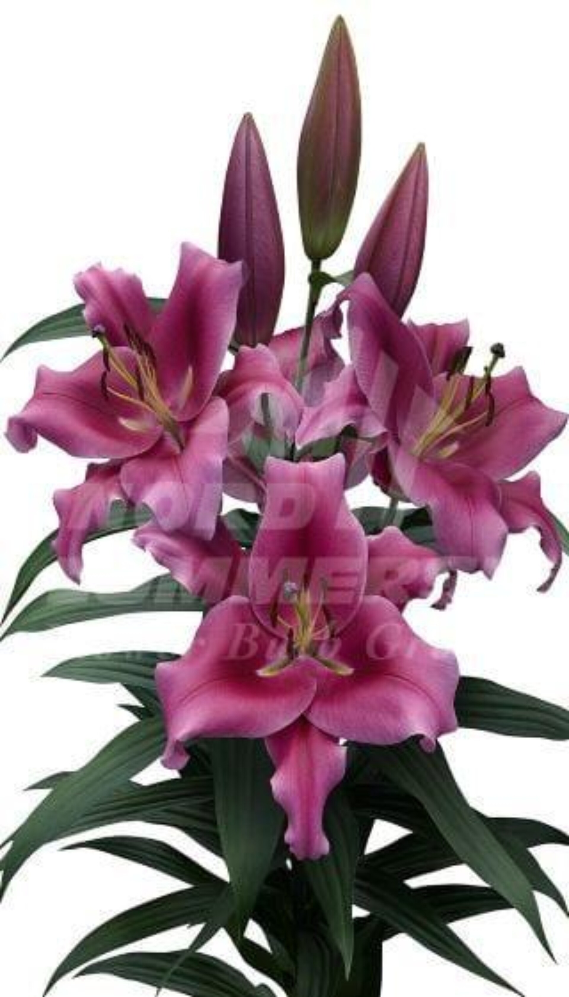 Dalian ® - Nord Lommerse - Flower Bulb Group | Flower bulbs from the ...