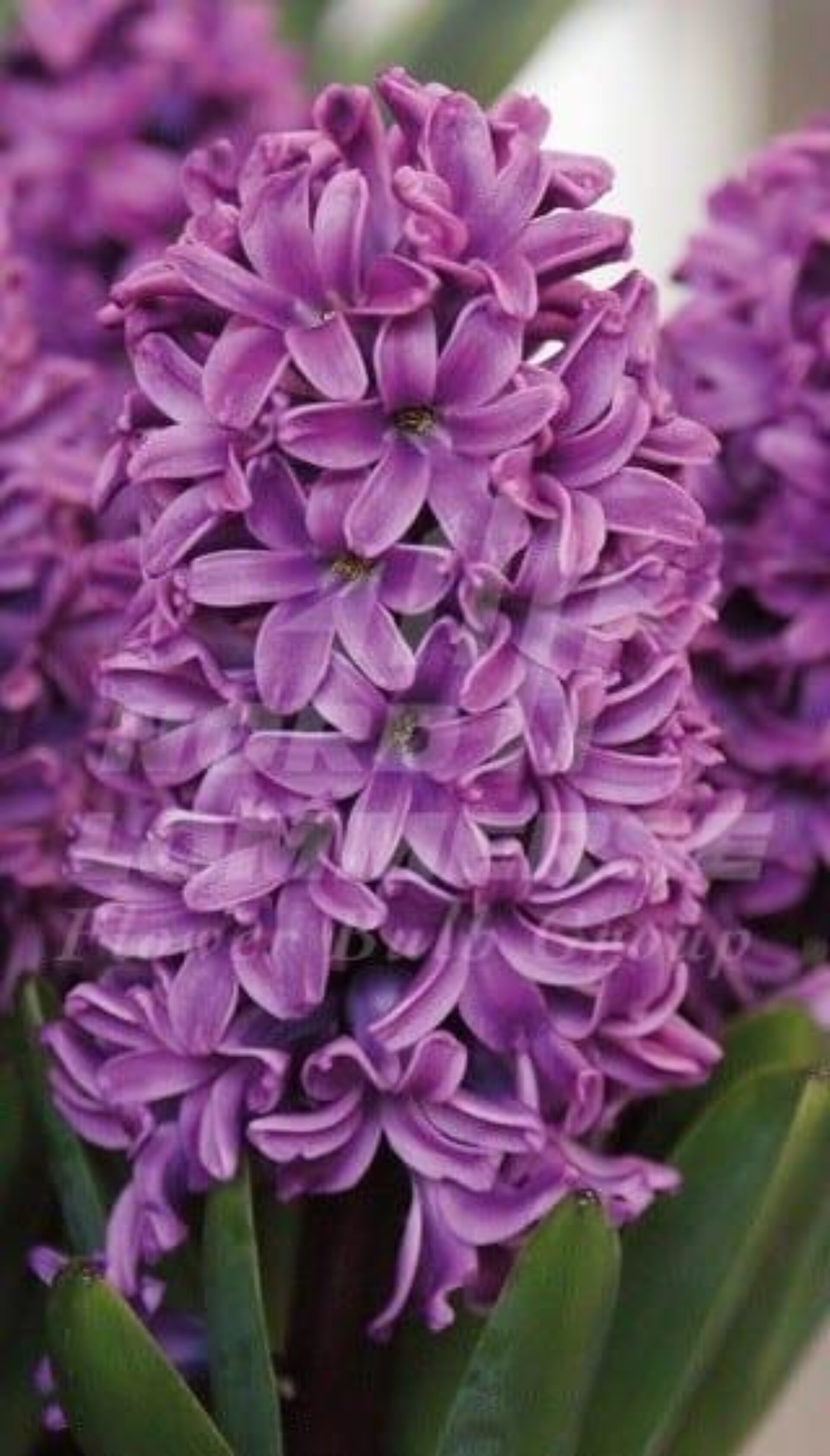 Miss Saigon - Nord Lommerse - Flower Bulb Group | Flower bulbs from the ...