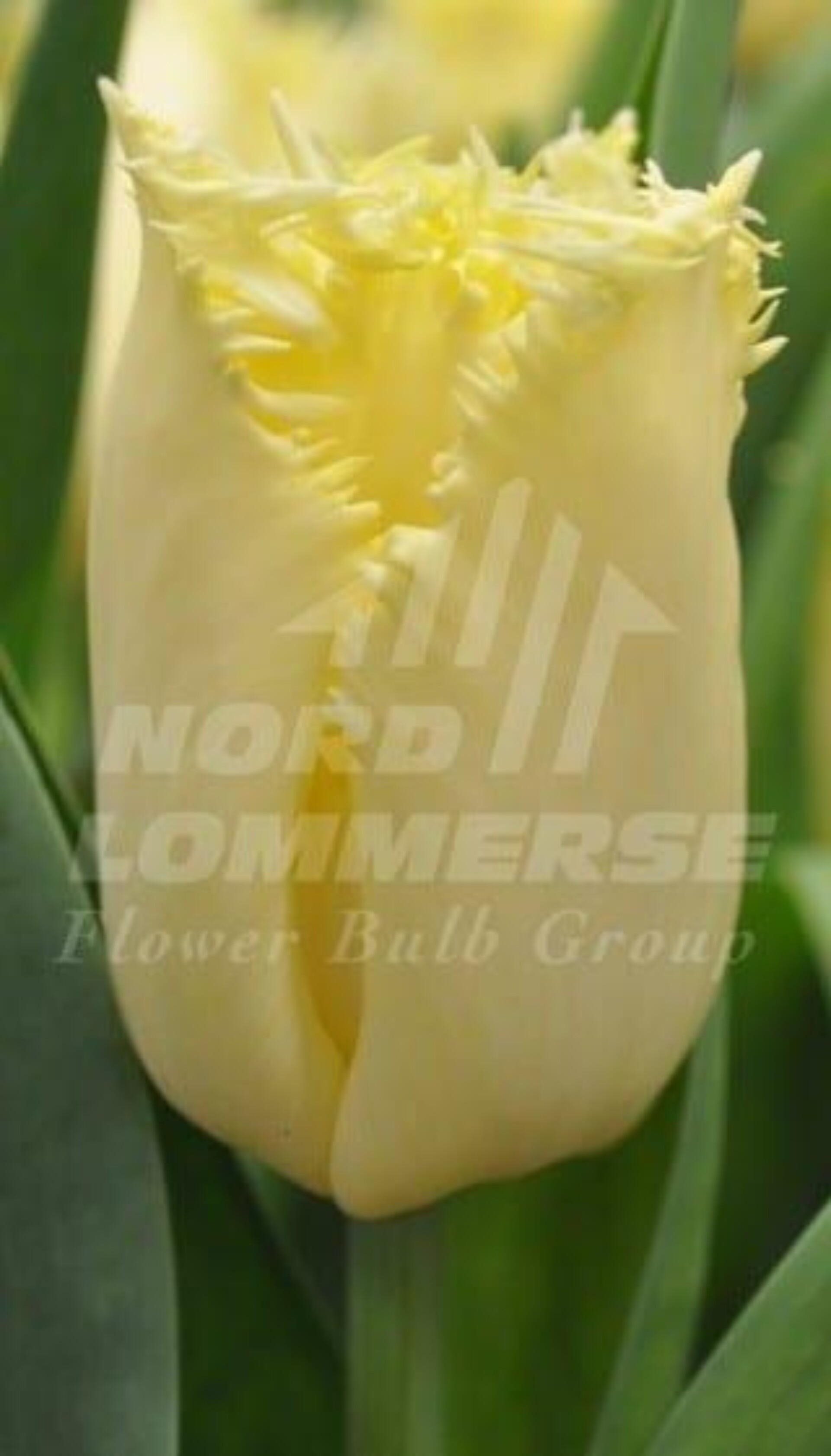 Rebellious Yellow ® - Nord Lommerse - Flower Bulb Group | Flower bulbs ...