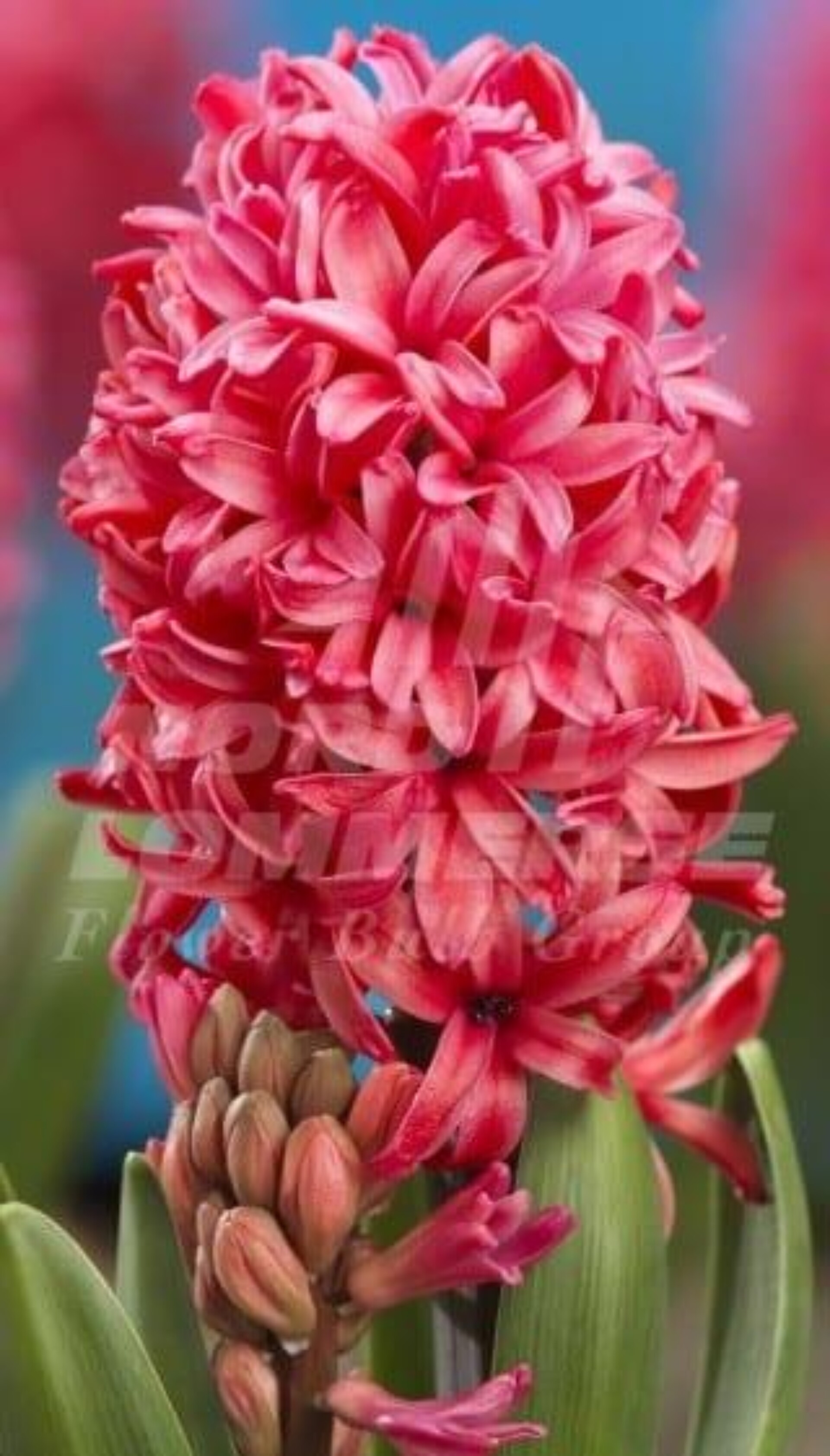 Red Glory - Nord Lommerse - Flower Bulb Group | Flower bulbs from the ...