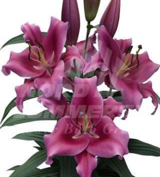 Dalian ® - Nord Lommerse - Flower Bulb Group | Flower bulbs from the ...