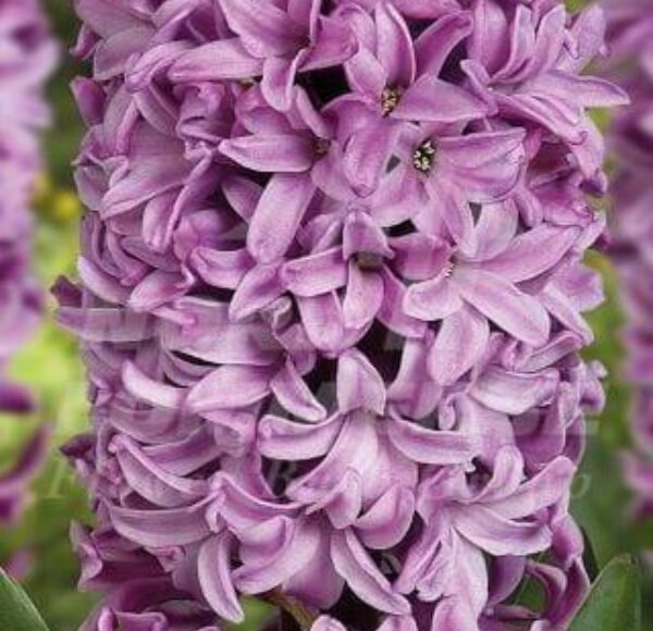 Aladdin ® - Nord Lommerse - Flower Bulb Group | Flower bulbs from the ...