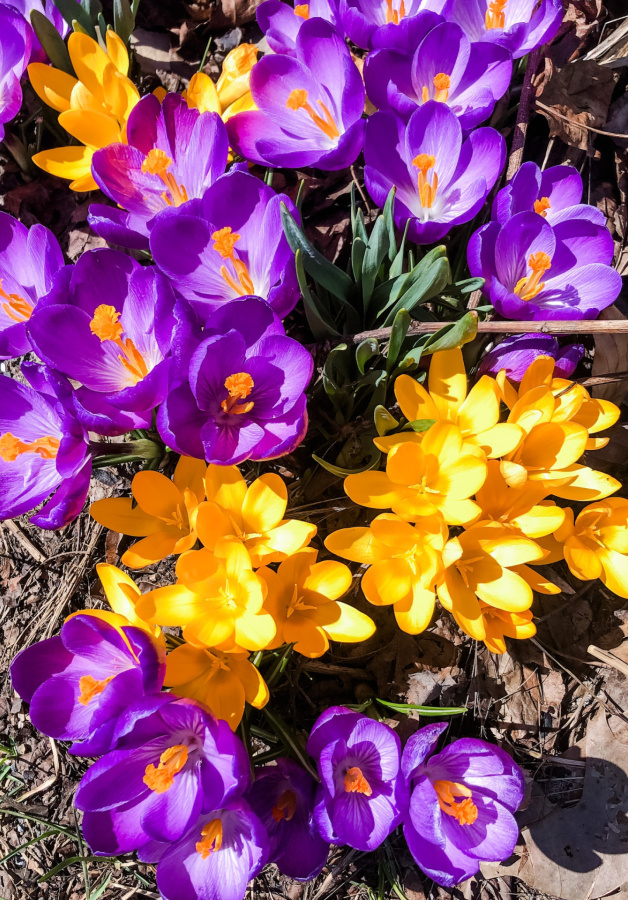 Nord Lommerse Flower Bulb Group - Flower bulbs from the Netherlands
